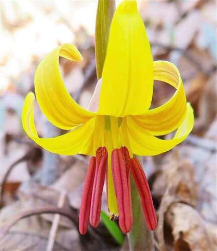 ‘Native Spring Wildflowers Of Connecticut’ At Next Garden Club Meeting ...
