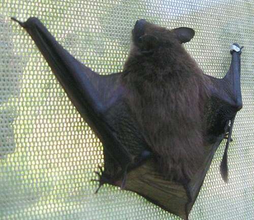 Bat Appreciation Month: Celebrating These Beneficial, Often ...