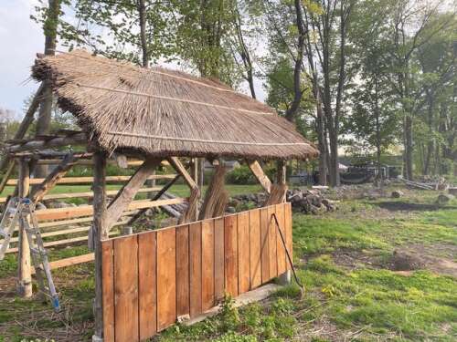 Volunteer Harvests Reeds For Roof Thatching At Blackman Preserve – The ...