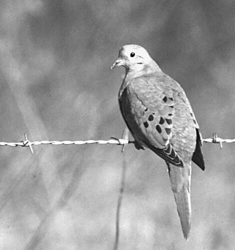 Backyard Bird Count–And The Winner Is…The Humble Mourning Dove – The ...