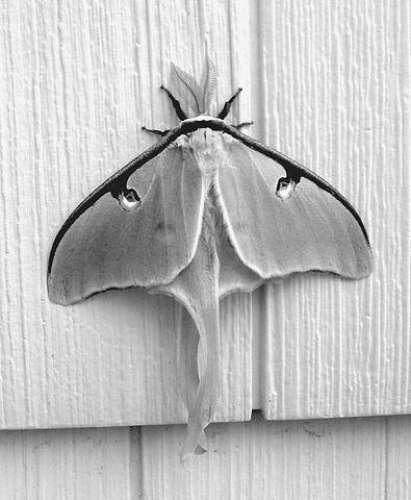 Field Notes–Life As A Luna Moth: Hanging Out By Day, Mating By ...