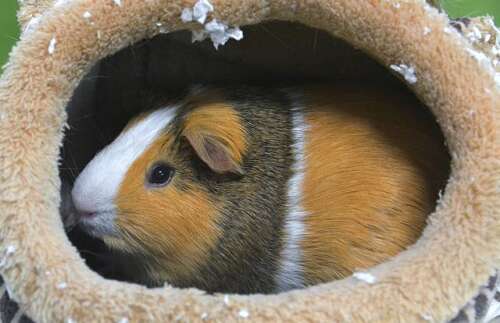 ‘Not So Spooky Anymore’ Event Encourages Love For All Animals – The ...