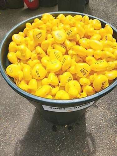 Great Pootatuck Duck Race Returning Saturday To Sandy Hook Center – The ...