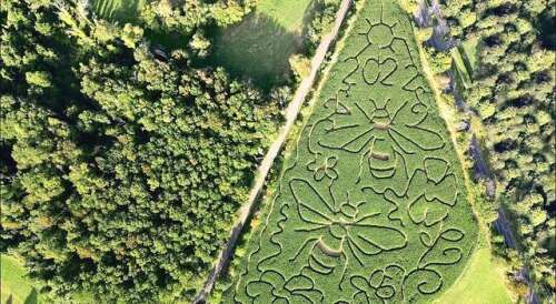 ‘Found My Honeybee’ Corn Maze Debuts At Newtown’s Castle Hill Farm ...