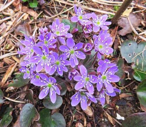 ‘Native Spring Wildflowers Of Connecticut,’ February 28 With Garden ...