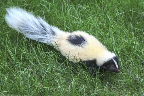 can skunks be mostly white